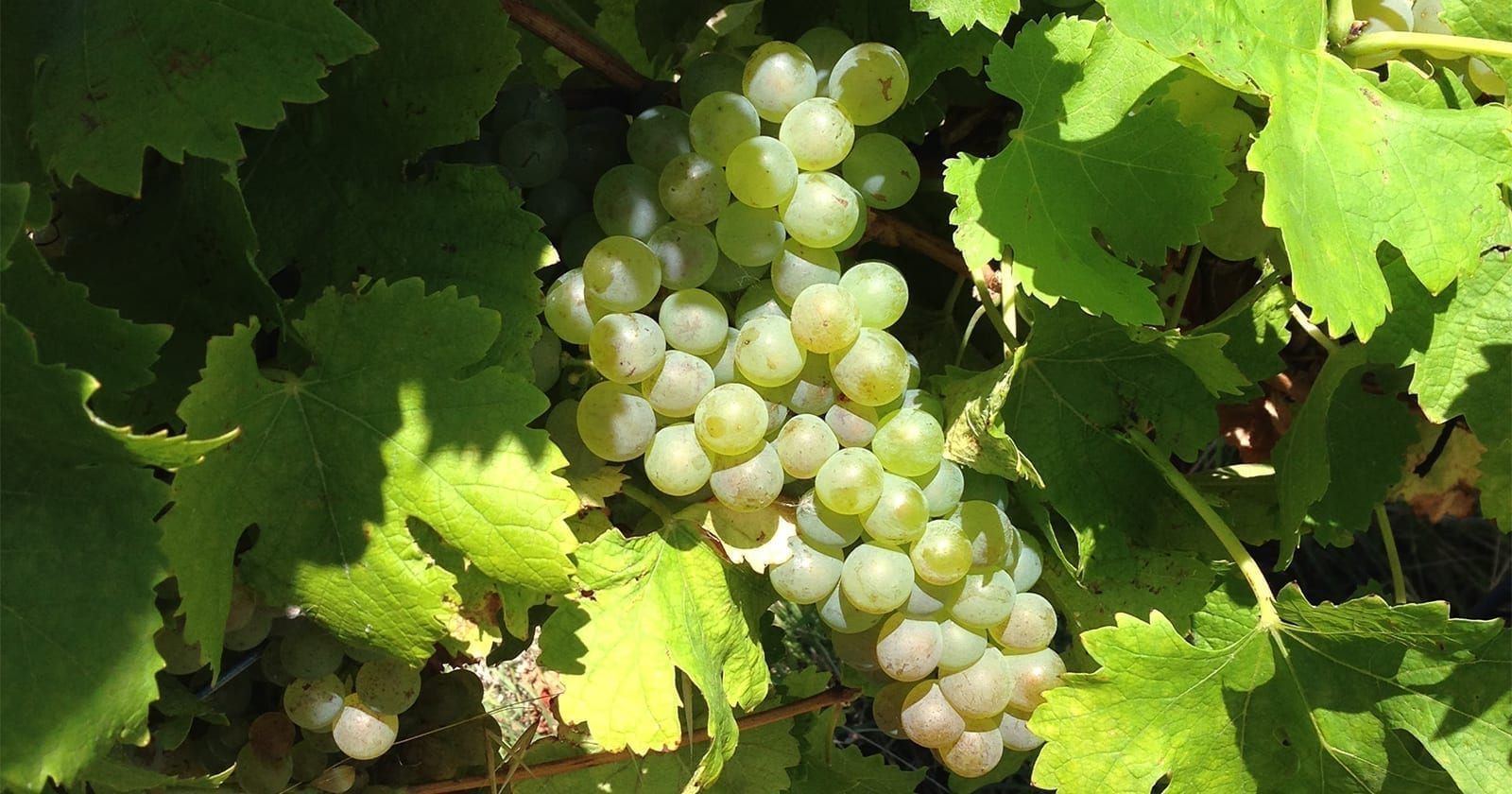 Viognier is the white wine that will surprise and delight. | Rusty Mutt ...